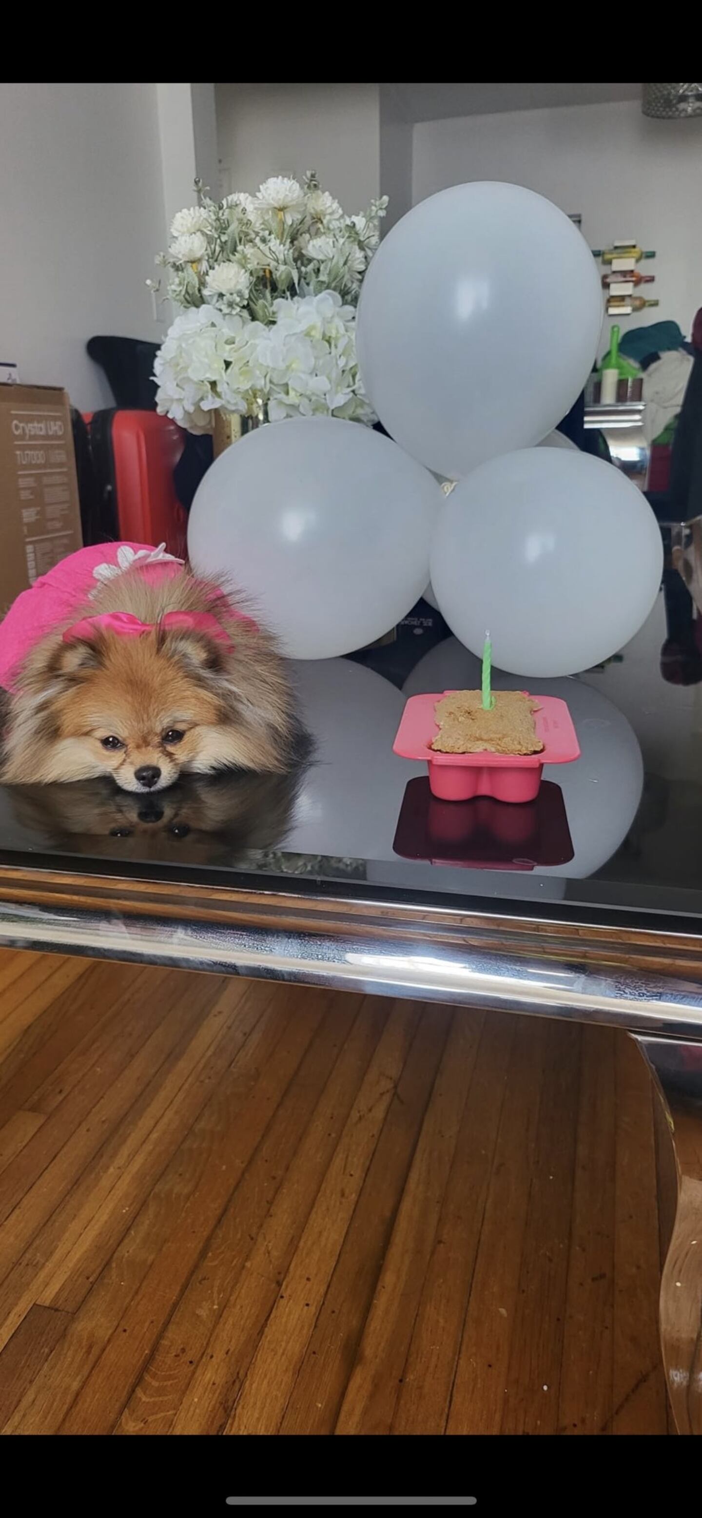Cardi B celebra el cumpleaños de su perro Fluffy: ¡mira las adorables ...